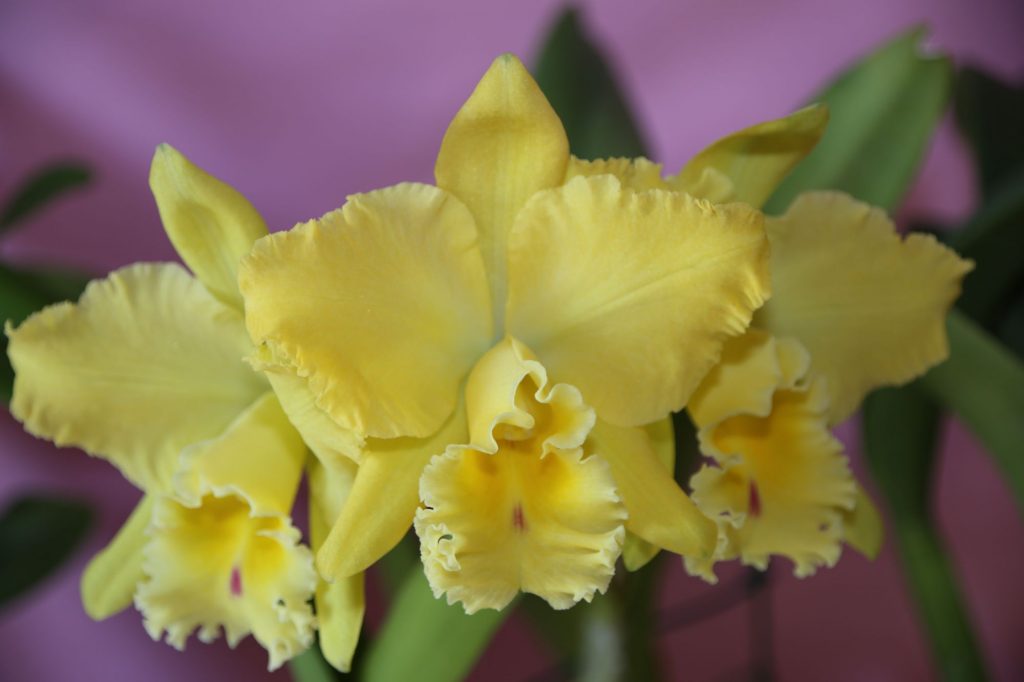 Pot.Jimmy Cook ‘Golden Anniversary’ – Welcome to CattleyArt