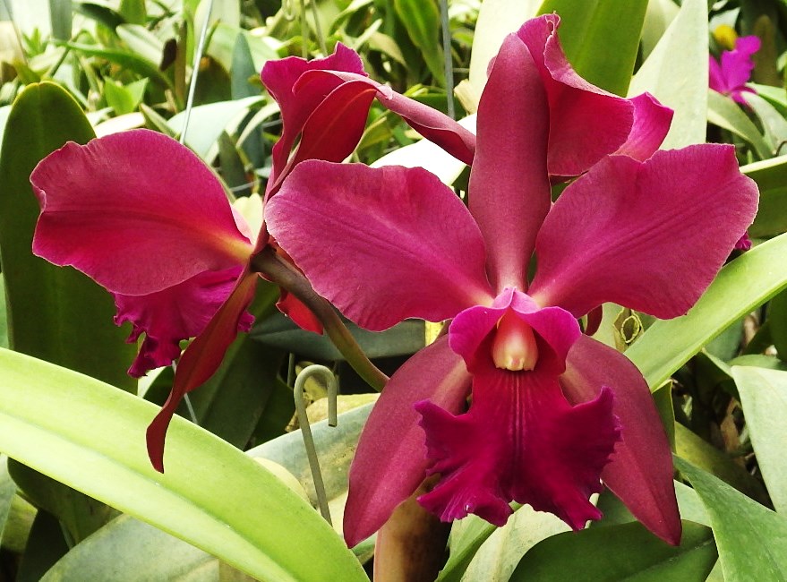 Dr. Courtney Hackney’s Cattleya – Welcome to CattleyArt